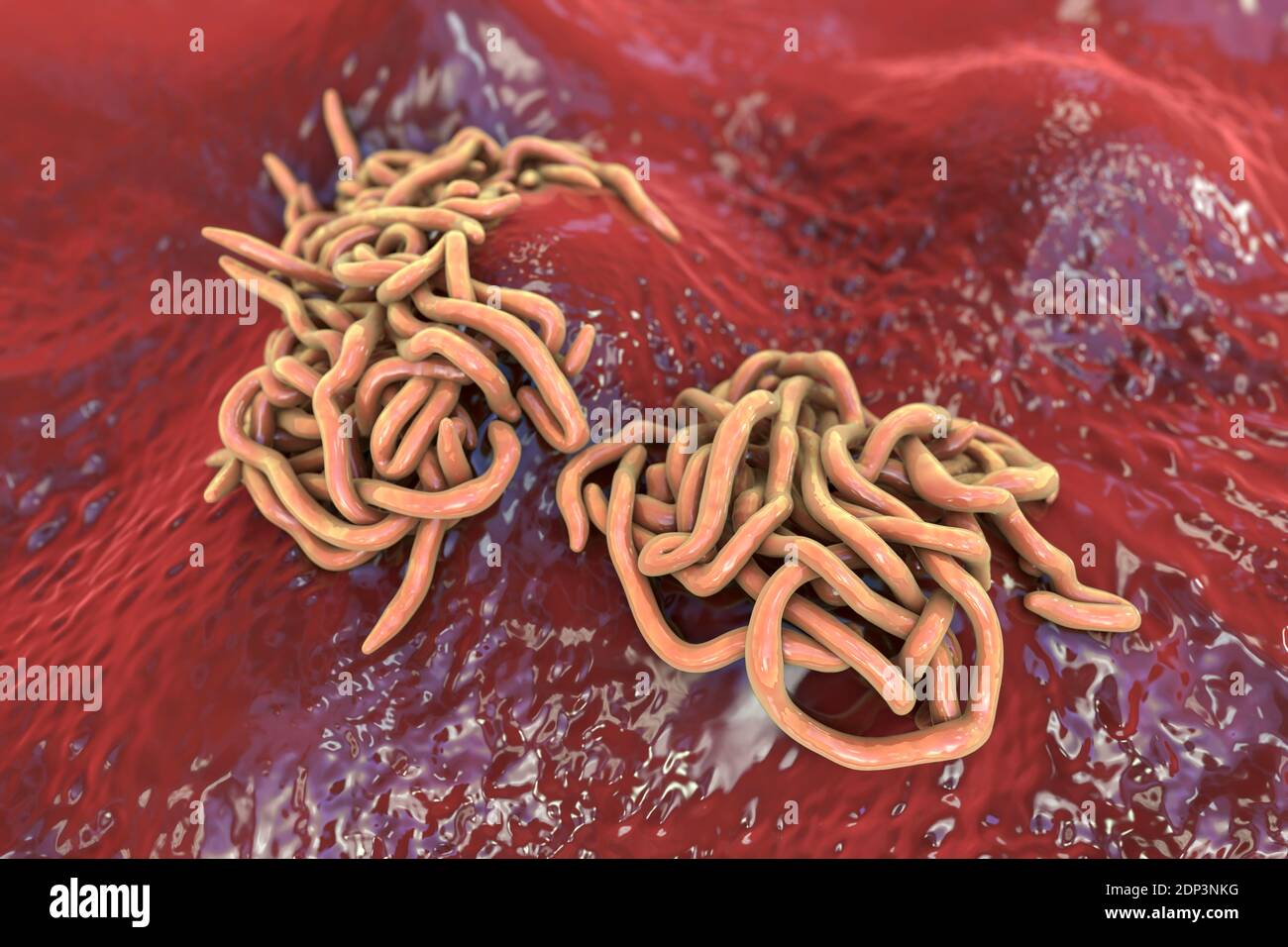 Roundworms Are What Type Of Biohazard Pathogenic Bacteria at Orville ...