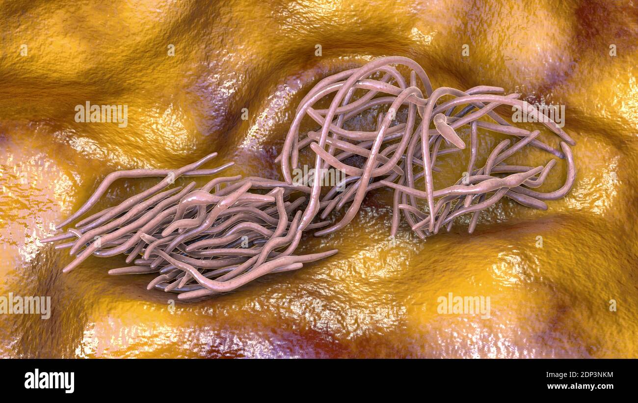 Round worms, computer illustration. Roundworms, or nematodes, include ...