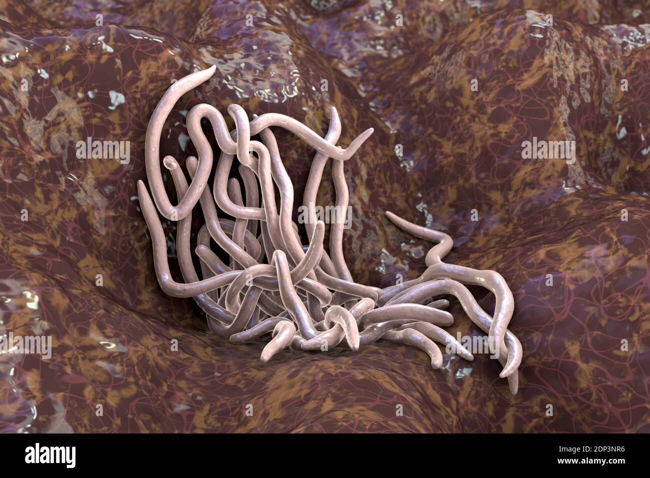 Parasitic roundworm species hi-res stock photography and images - Alamy