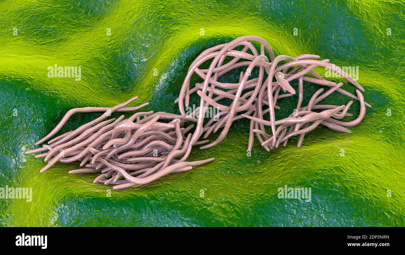 Round worms, computer illustration. Roundworms, or nematodes, include ...
