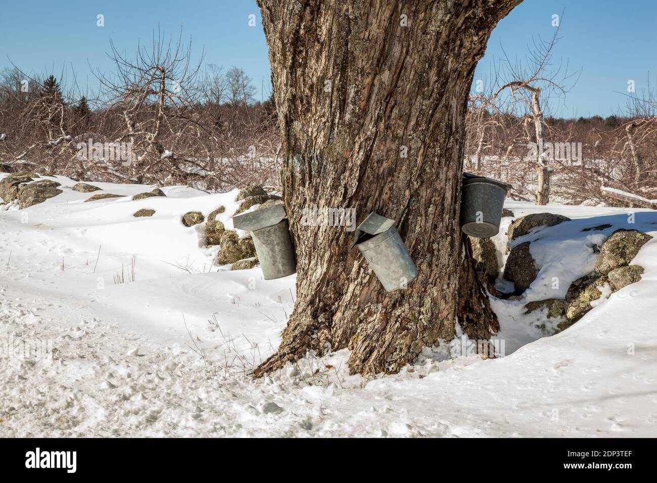 Collecting sap to make maple syrup Stock Photo - Alamy