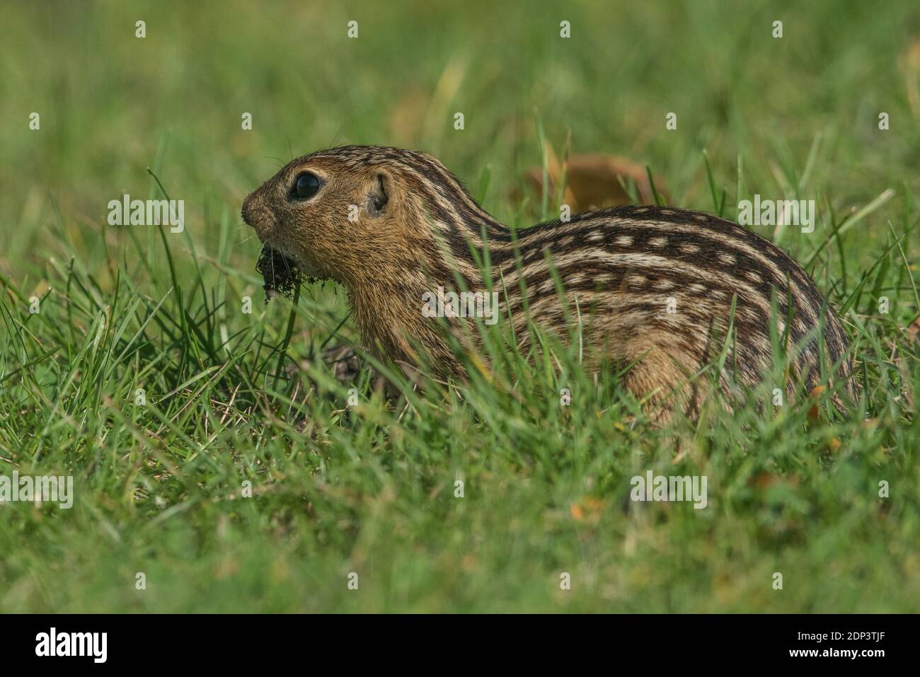 A thirteen lined ground squirrel (Ictidomys tridecemlineatus) in a ...