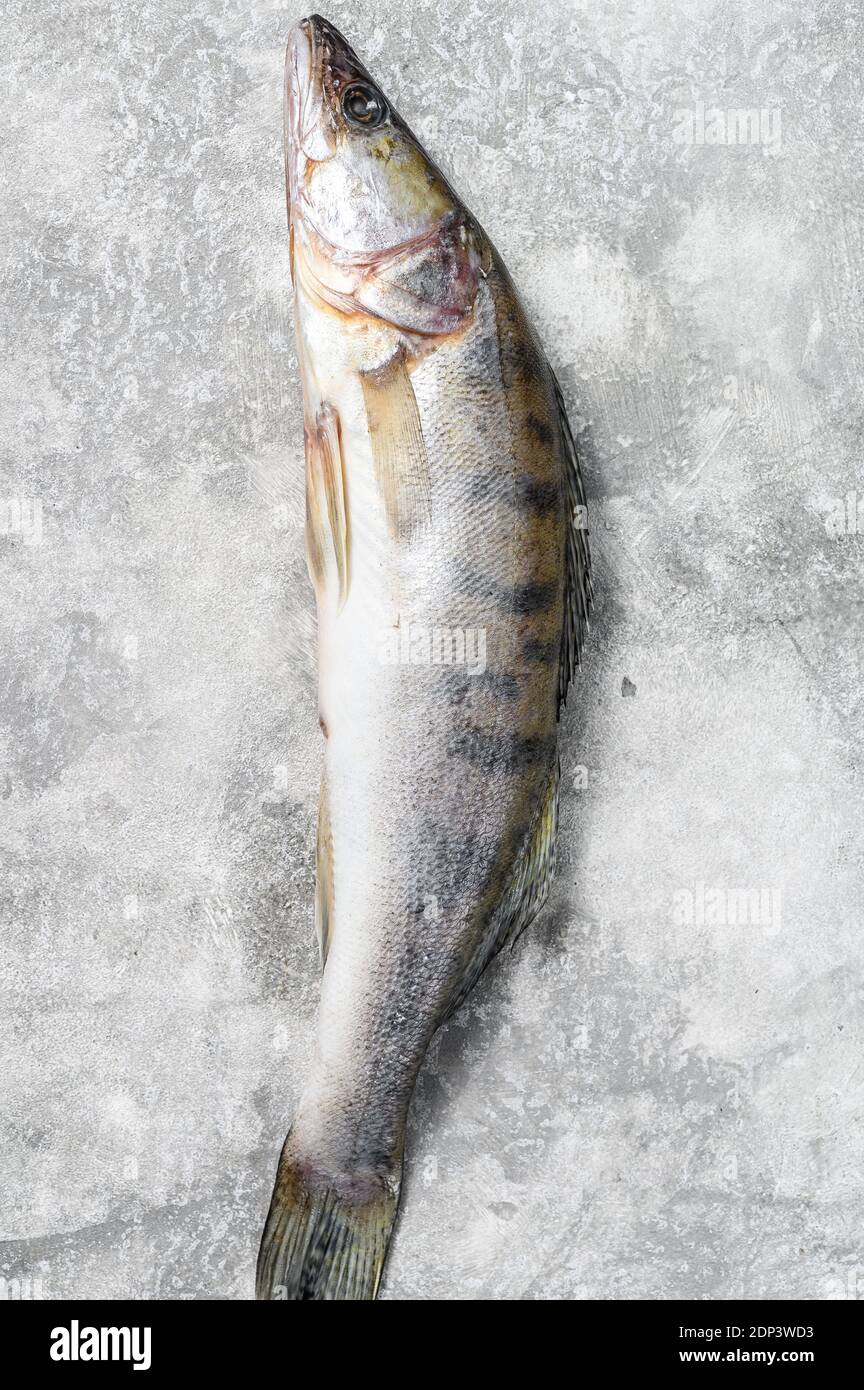 Fresh pike perch, pikeperch. Raw fish. Gray background. Top view Stock ...