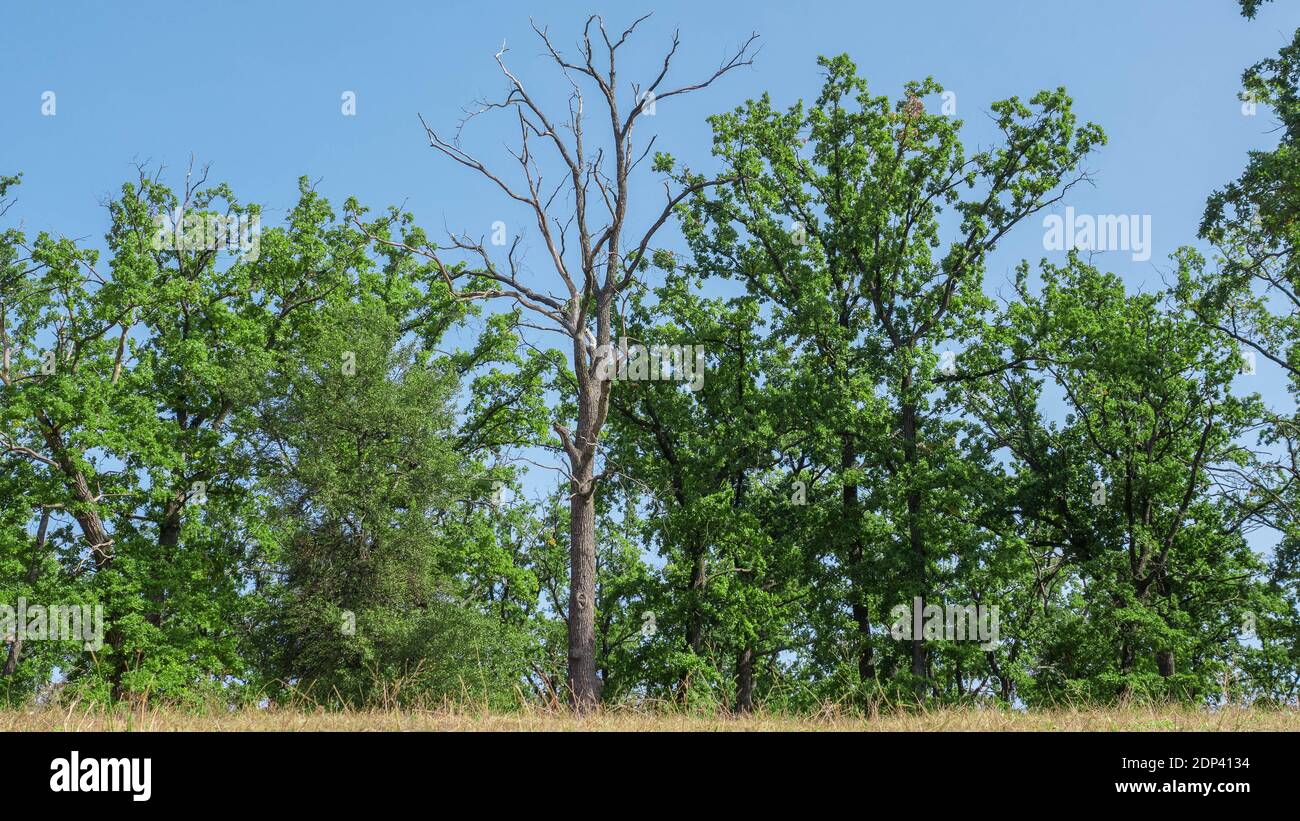 A dry tree in the middle of a forest, a tall, withered tree Stock Photo ...