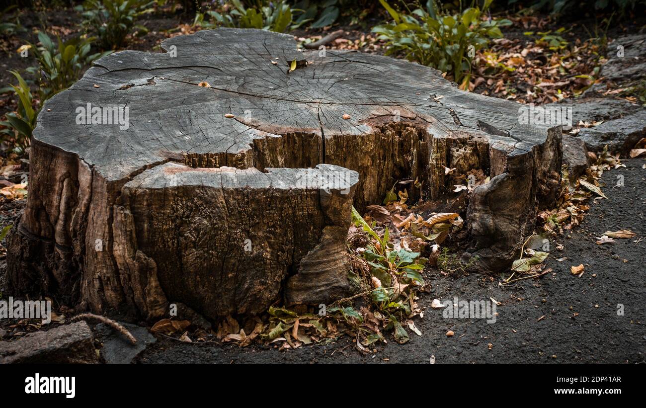 Stump, cut tree, tree stump in the forest. The tree is sawn Stock Photo ...