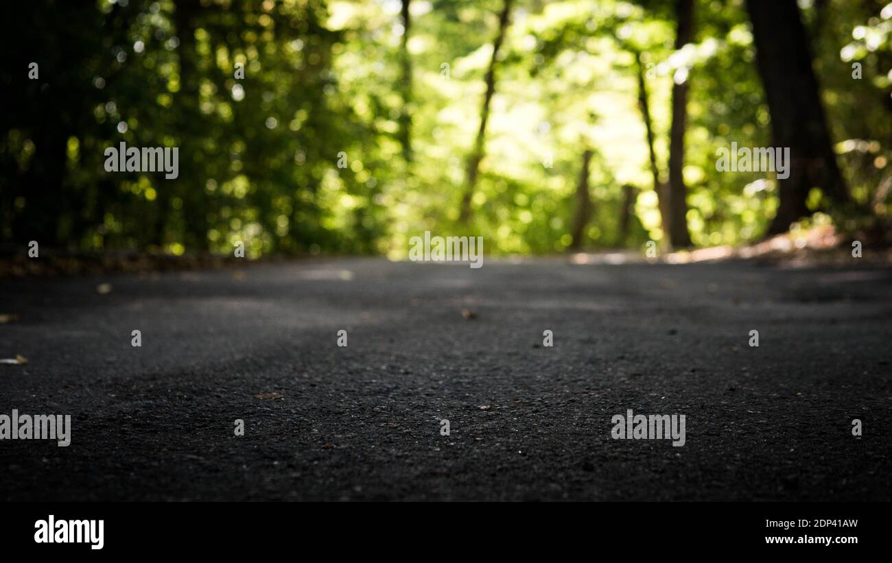 Empty road to the forest, path in the forest, nature with green trees ...