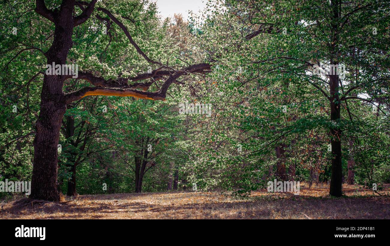 Forest background with a crooked curved tree, natural nature in the ...