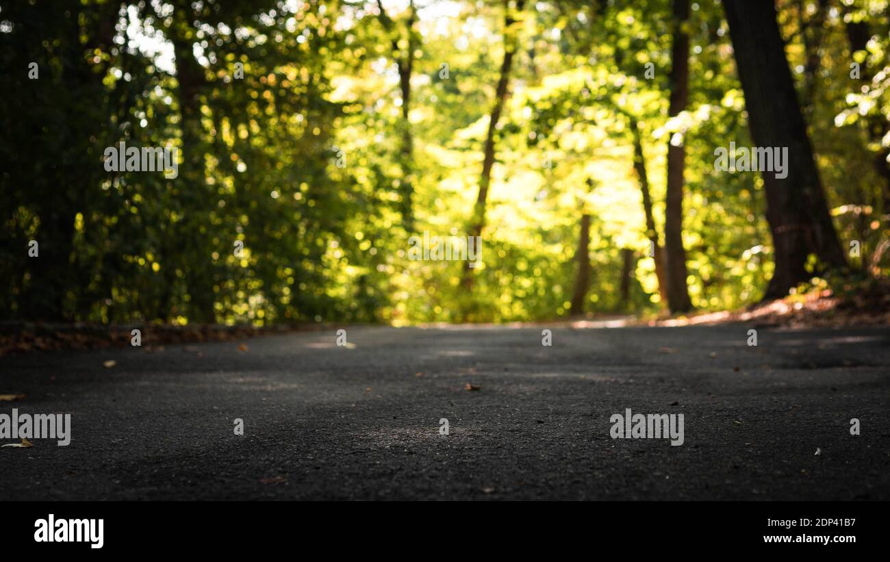 Empty road in the forest, forest and nature background, asphalt road in ...