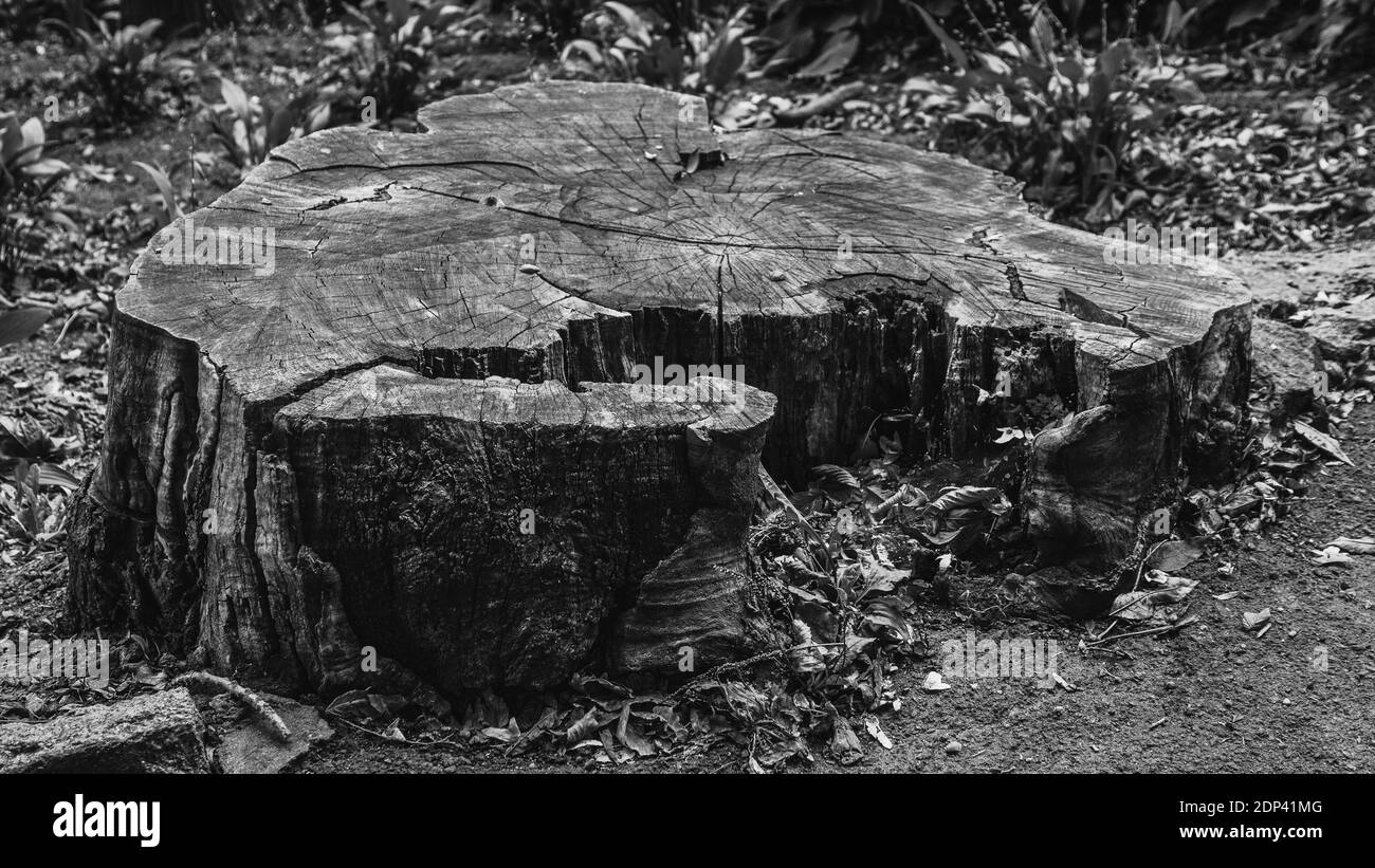 Round oak tree Black and White Stock Photos & Images - Alamy