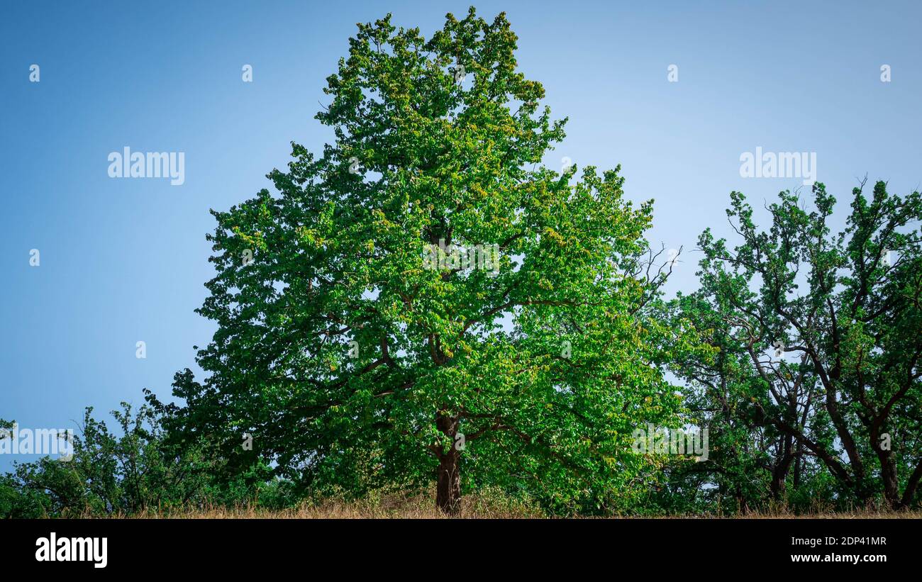 Tree background with green foliage and yellow grass. Nature without ...