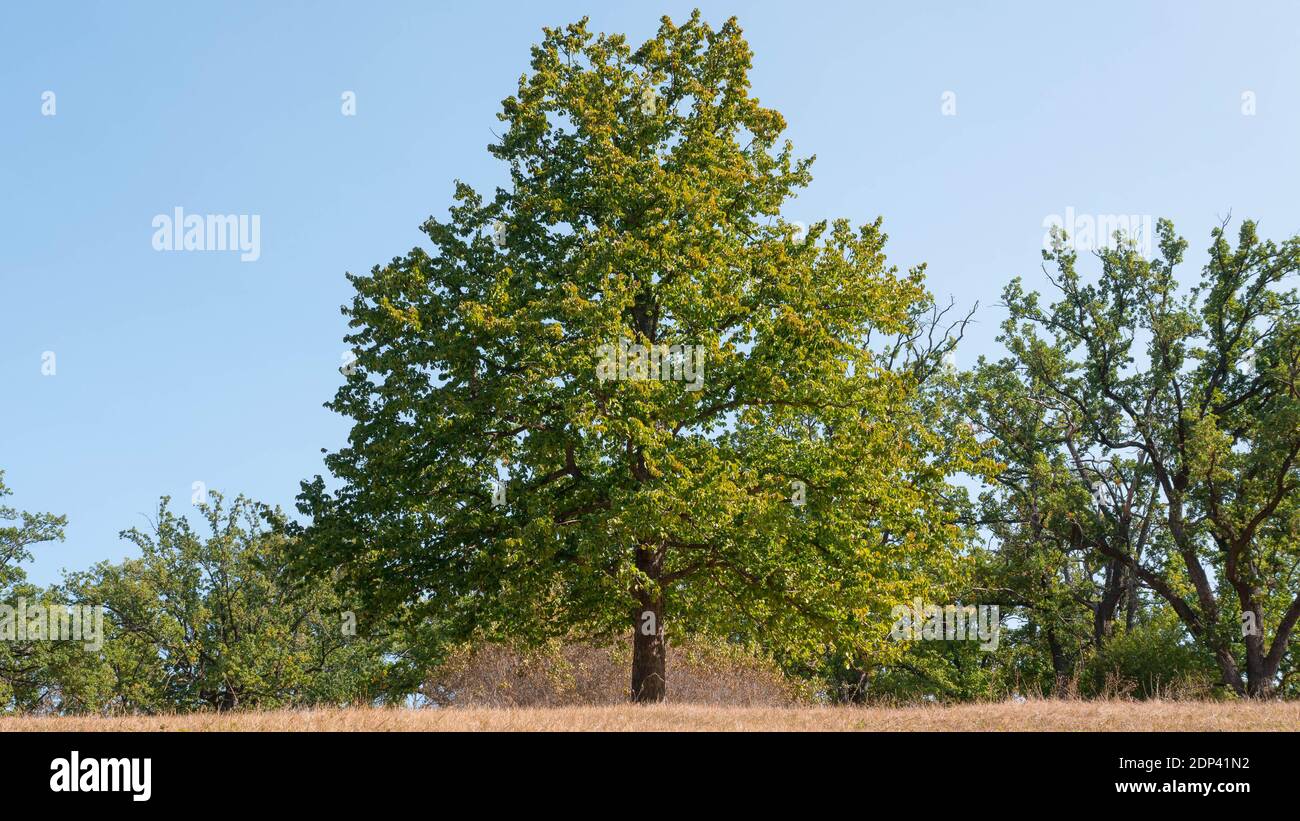 Background tree in nature with yellow grass, tree with green foliage ...
