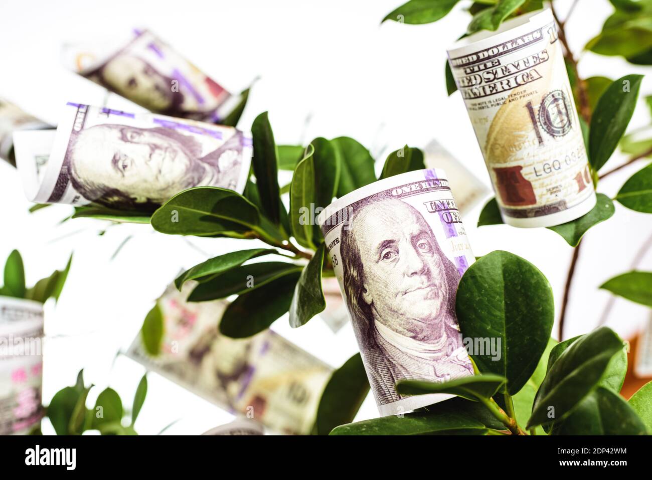 A tree with dollar bills hanging from its branches, concept of easy ...