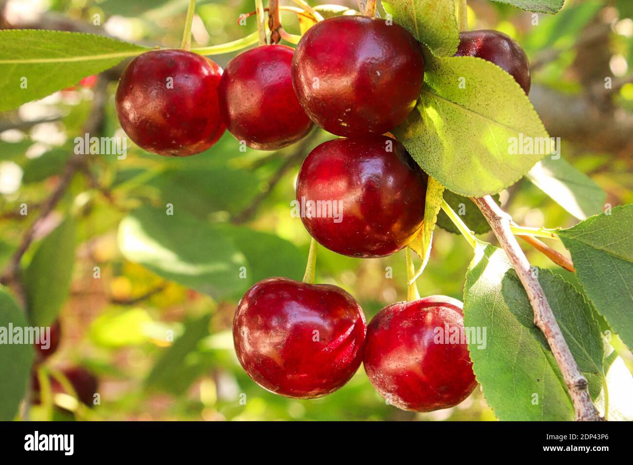 Crimson passion cherry hi-res stock photography and images - Alamy