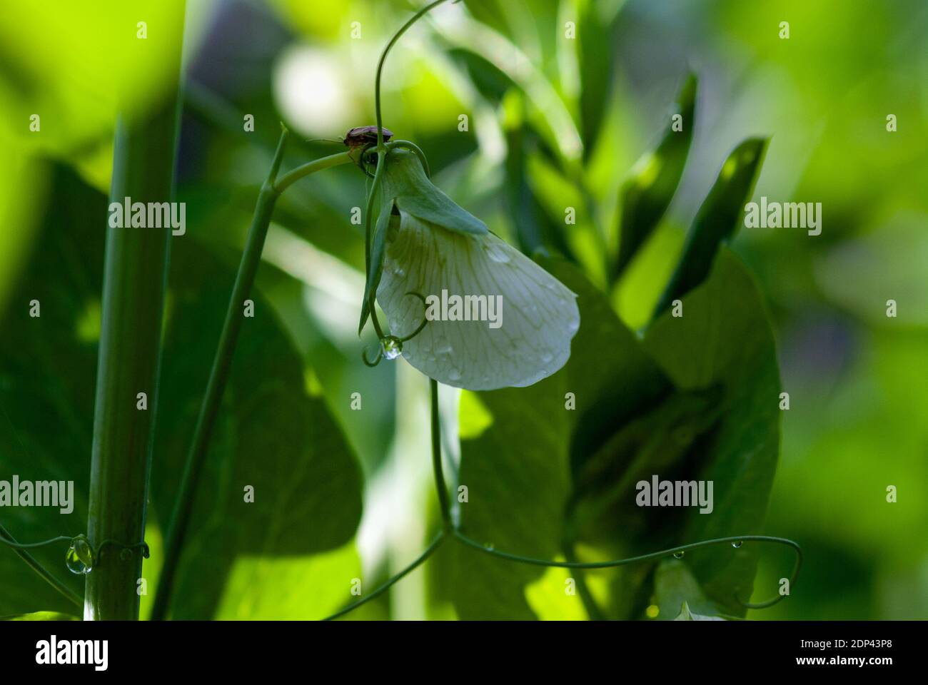 Pea drop shadow hi-res stock photography and images - Alamy