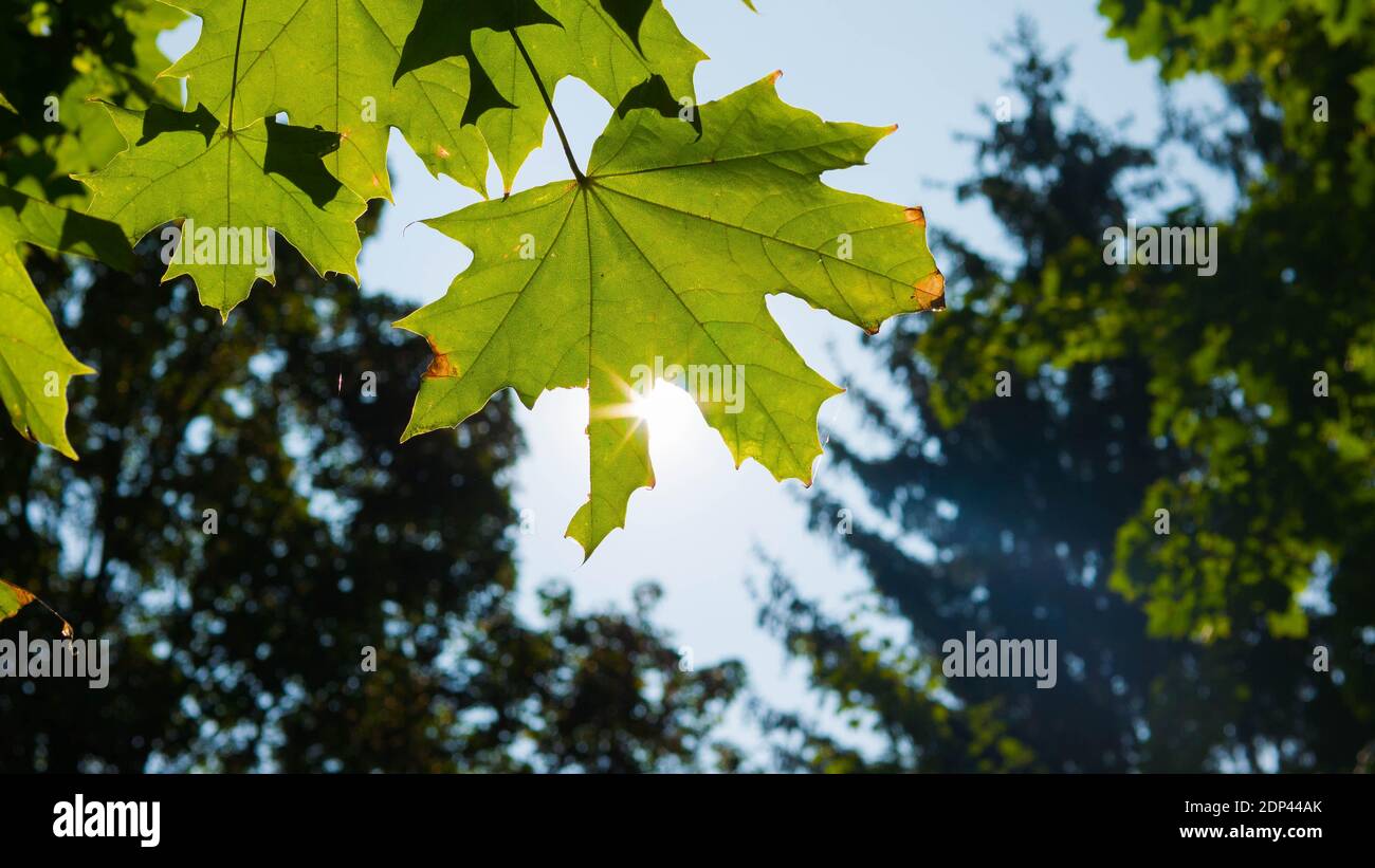 Sunbeams shining through the leaves, summer background from leaves and ...