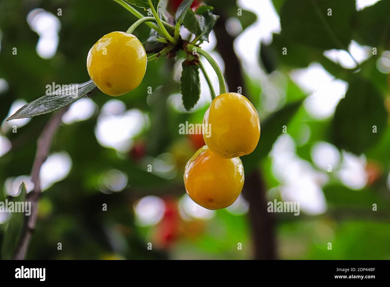 Yellow sour cherries just starting to ripen on a tree Stock Photo - Alamy