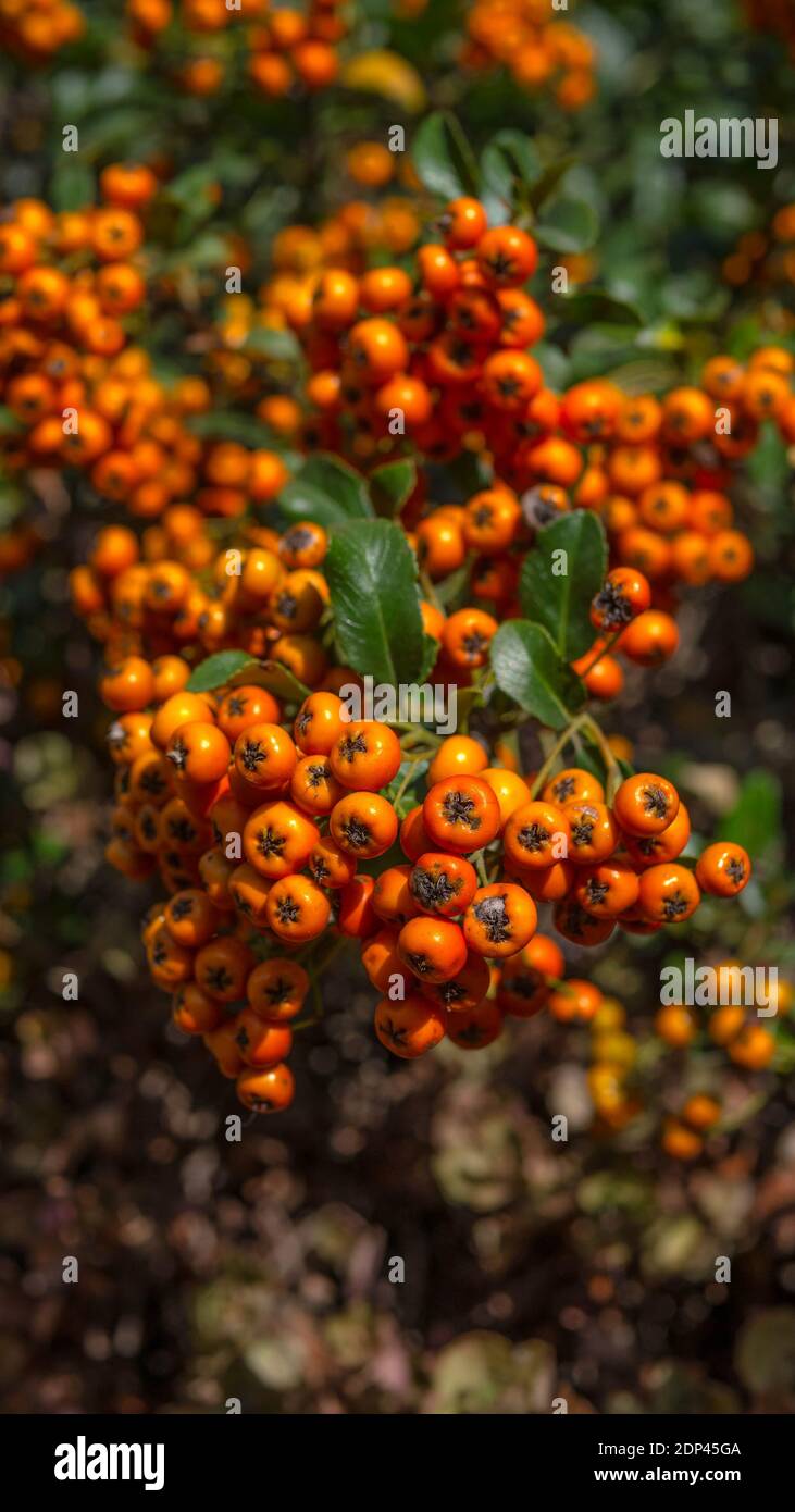 Rowan bush close-up, bush with orange berries. Treatment plant Stock ...