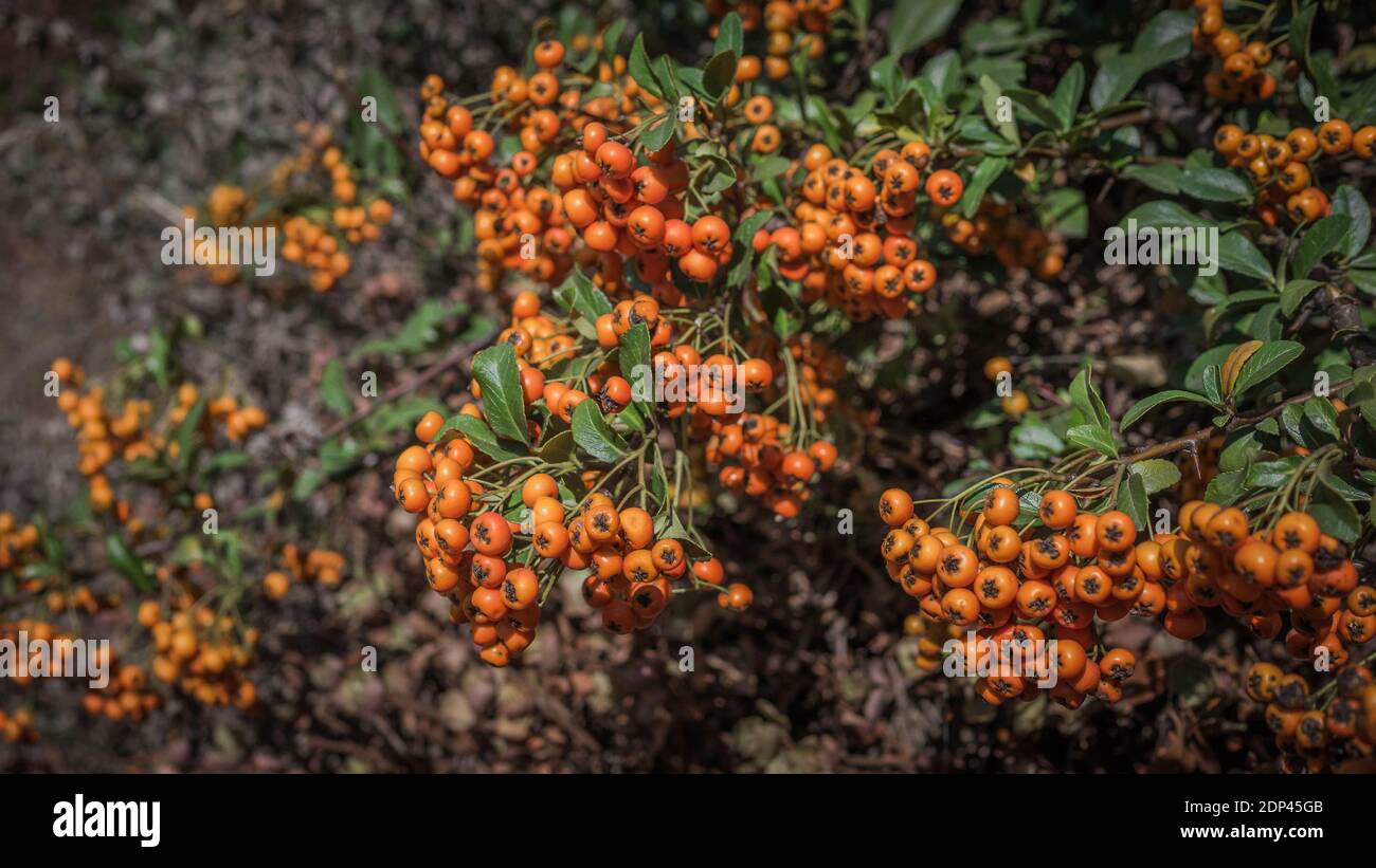 Rowanberry berries macro wild forest hi-res stock photography and ...