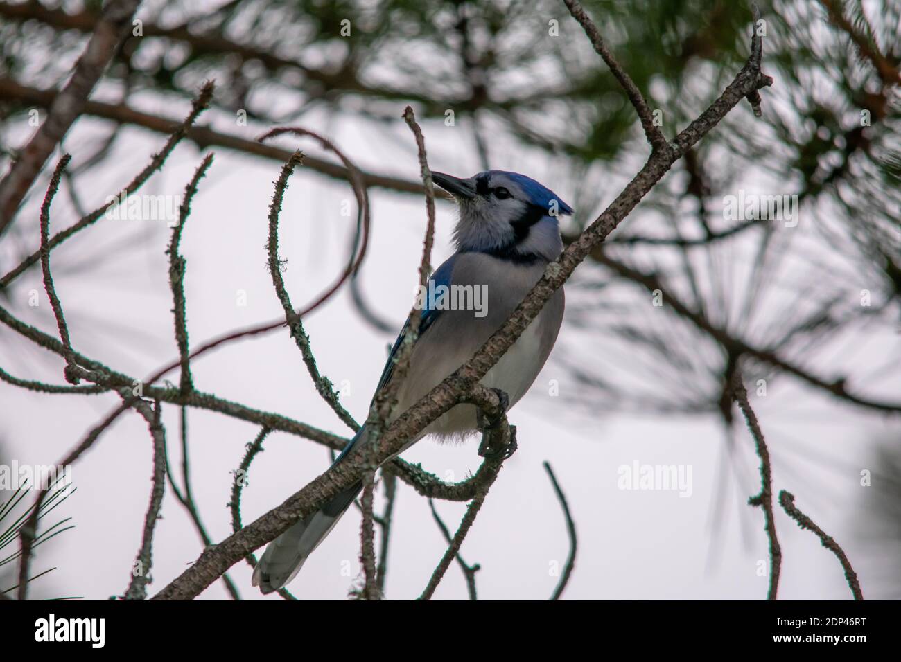 A blue jay, Quebec, Canada Stock Photo - Alamy