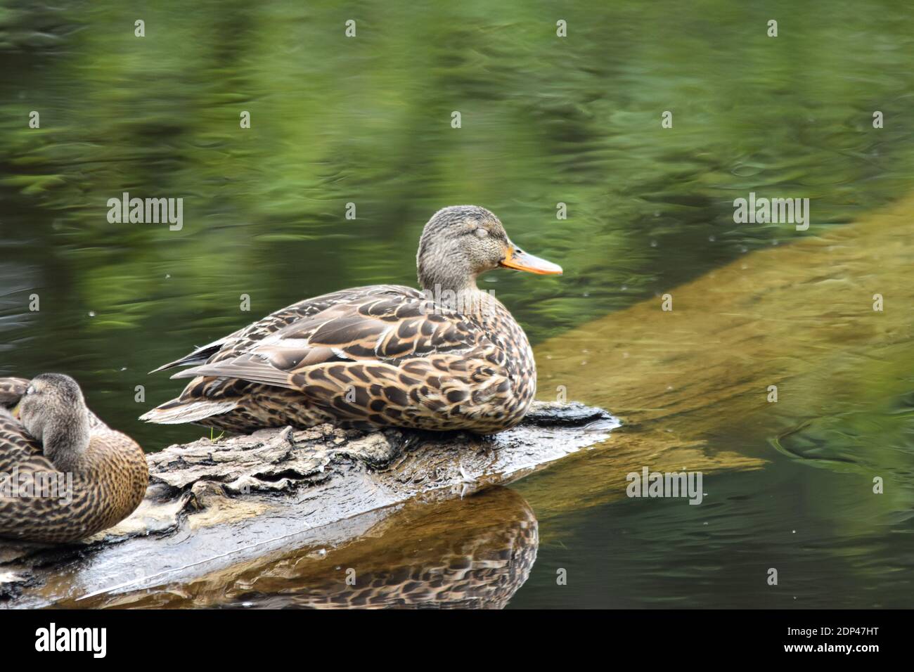 Just a duck sleeping on a log, Quebec city, Canada Stock Photo - Alamy