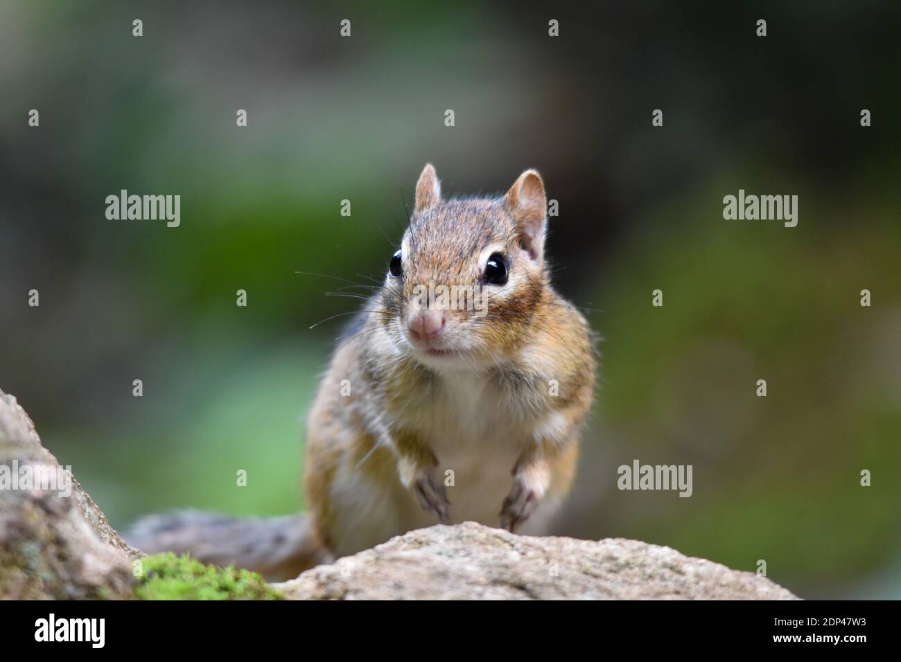 A tamia (chipmunk), Quebec, Canada Stock Photo - Alamy