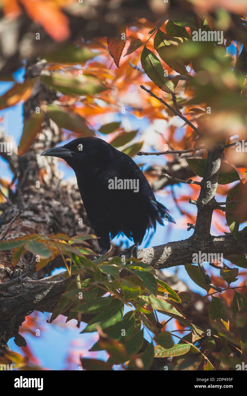 Grackle nest hi-res stock photography and images - Alamy