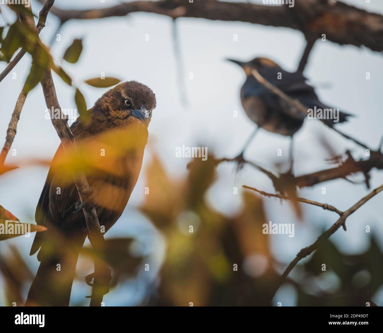 American crow flock hi-res stock photography and images - Alamy