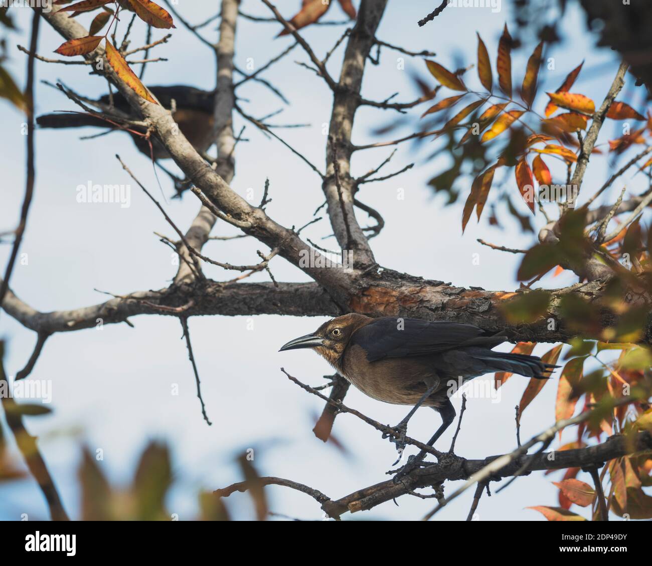 Birds of a feather Stock Photo - Alamy