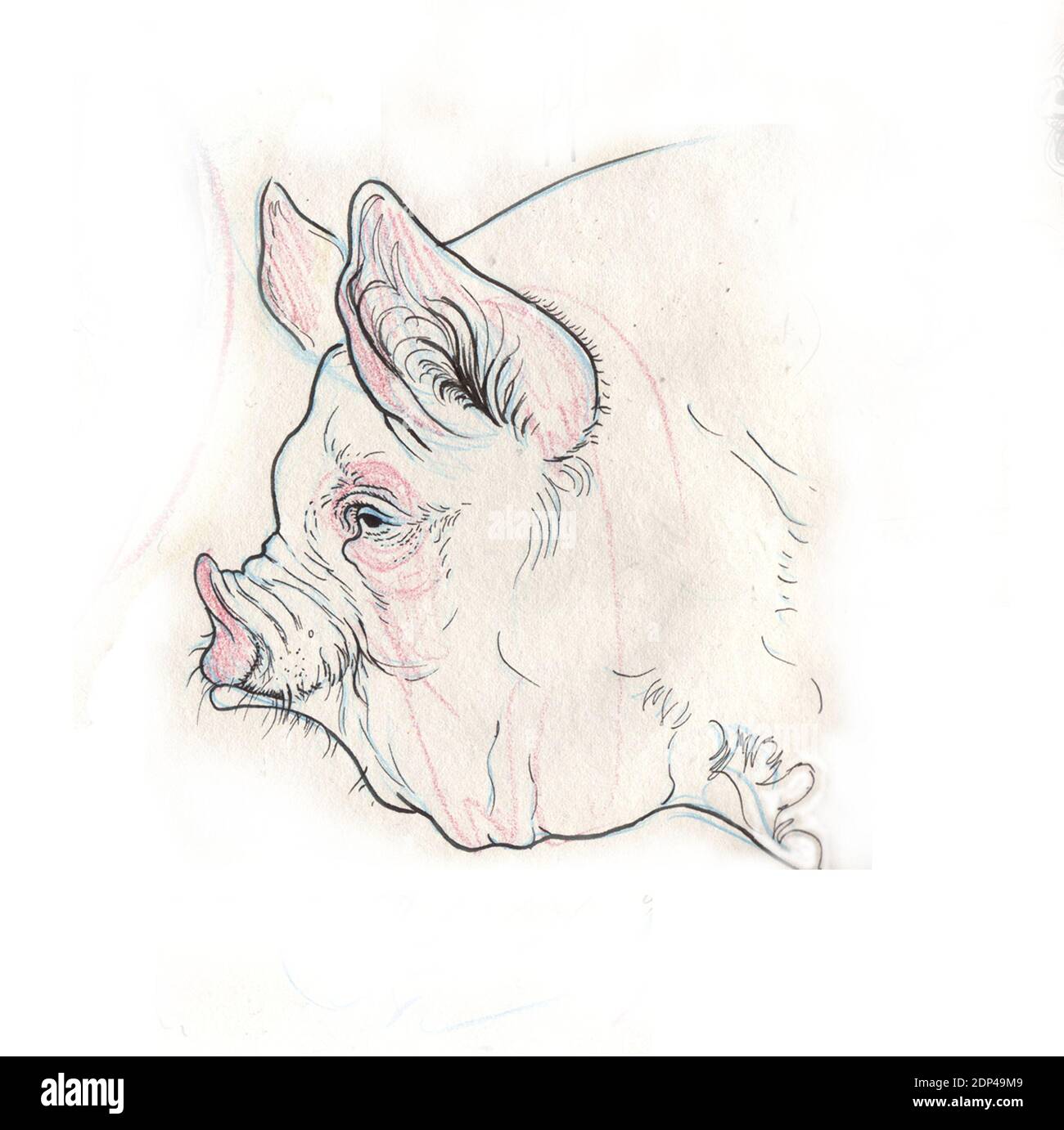 How To Draw A Realistic Pig Step By Step