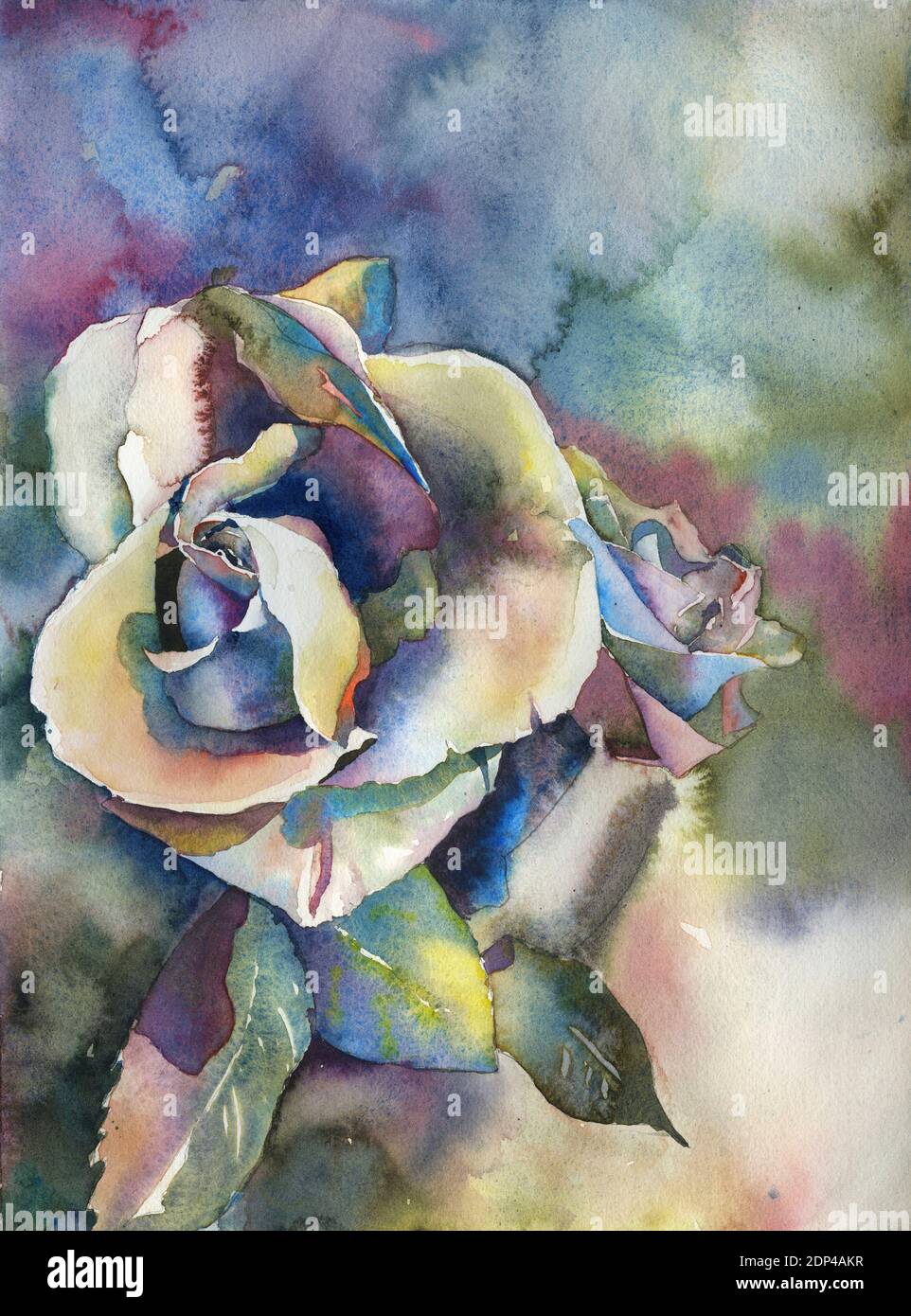 Rose fine art watercolor painting. Fine art painting of rose colorful ...