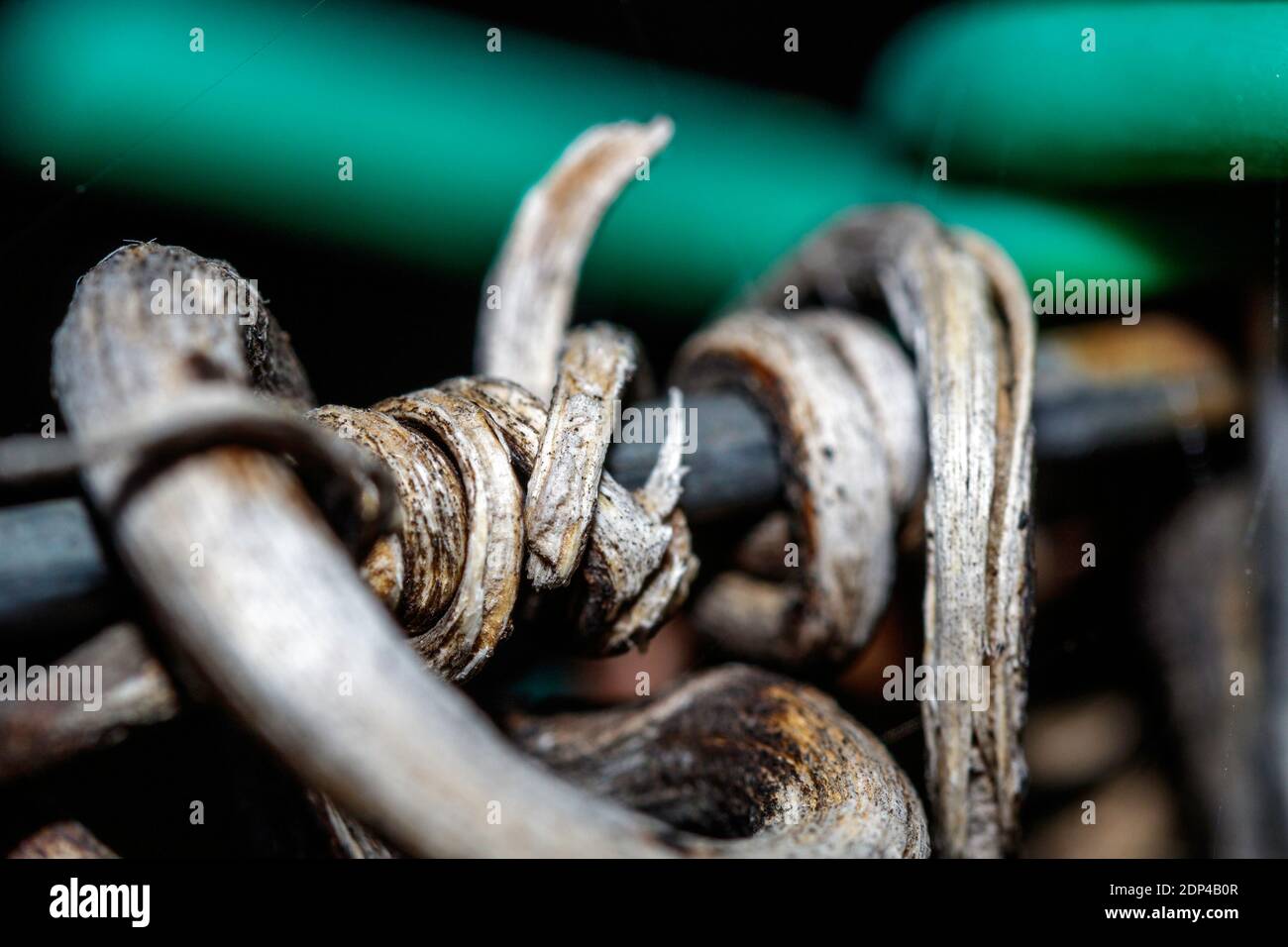 Old climbing twigs hi-res stock photography and images - Alamy