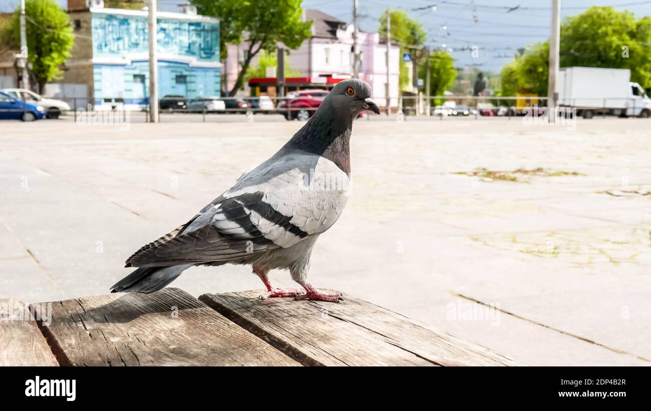 Pigeon with camera hi-res stock photography and images - Alamy