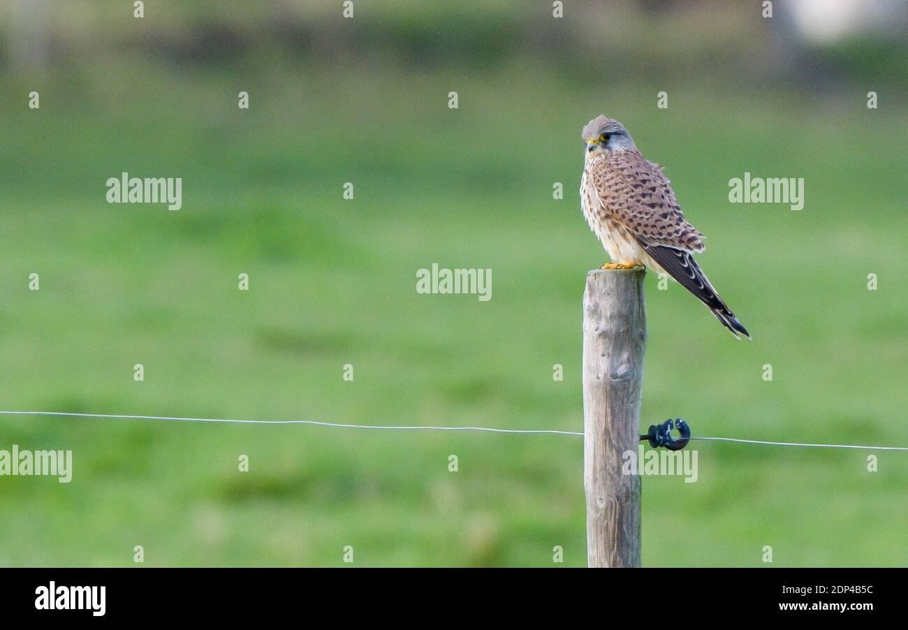 hawk in wildlive sitting on a stick Stock Photo - Alamy