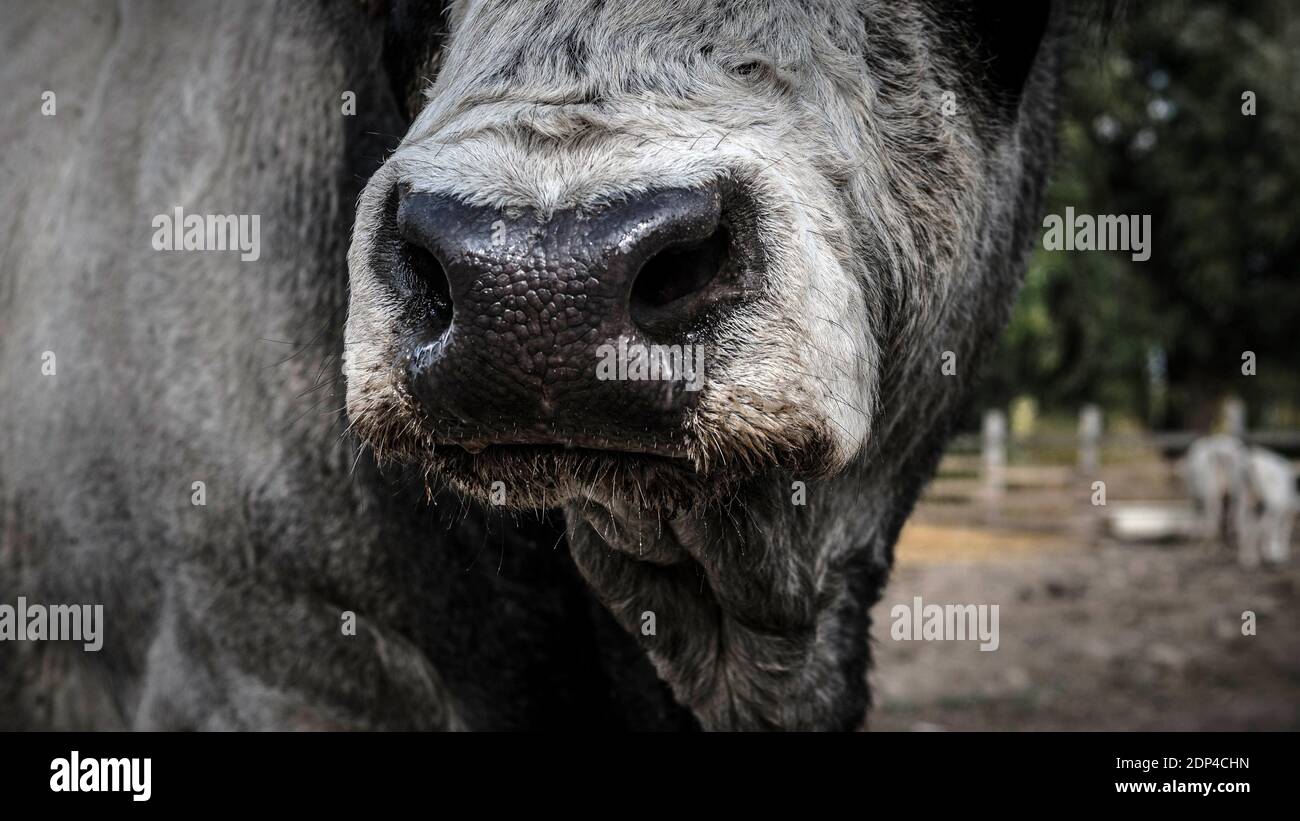 Bull nose close-up, portrait of a cow, bull close-up. Animal farm Stock ...