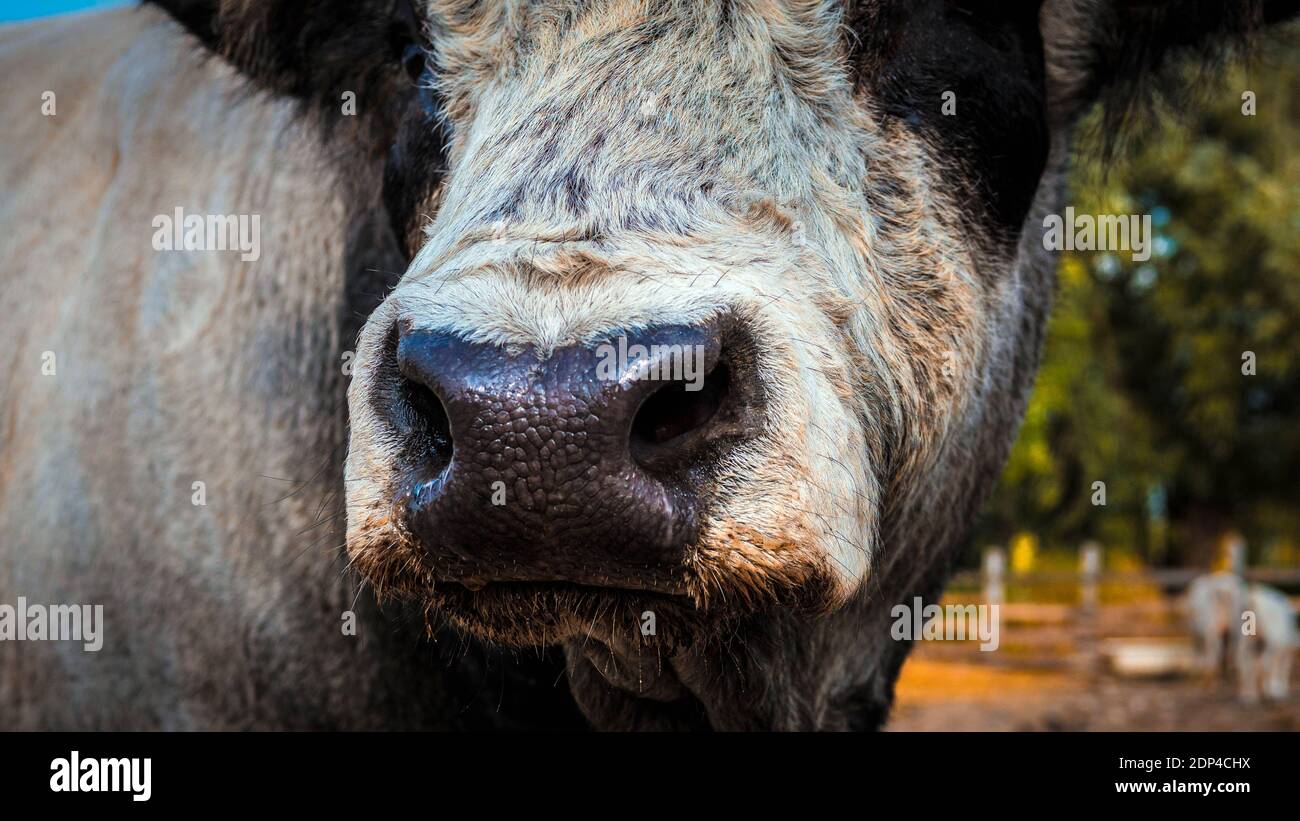 Bull close-up, bull nose, cow on the farm Stock Photo - Alamy