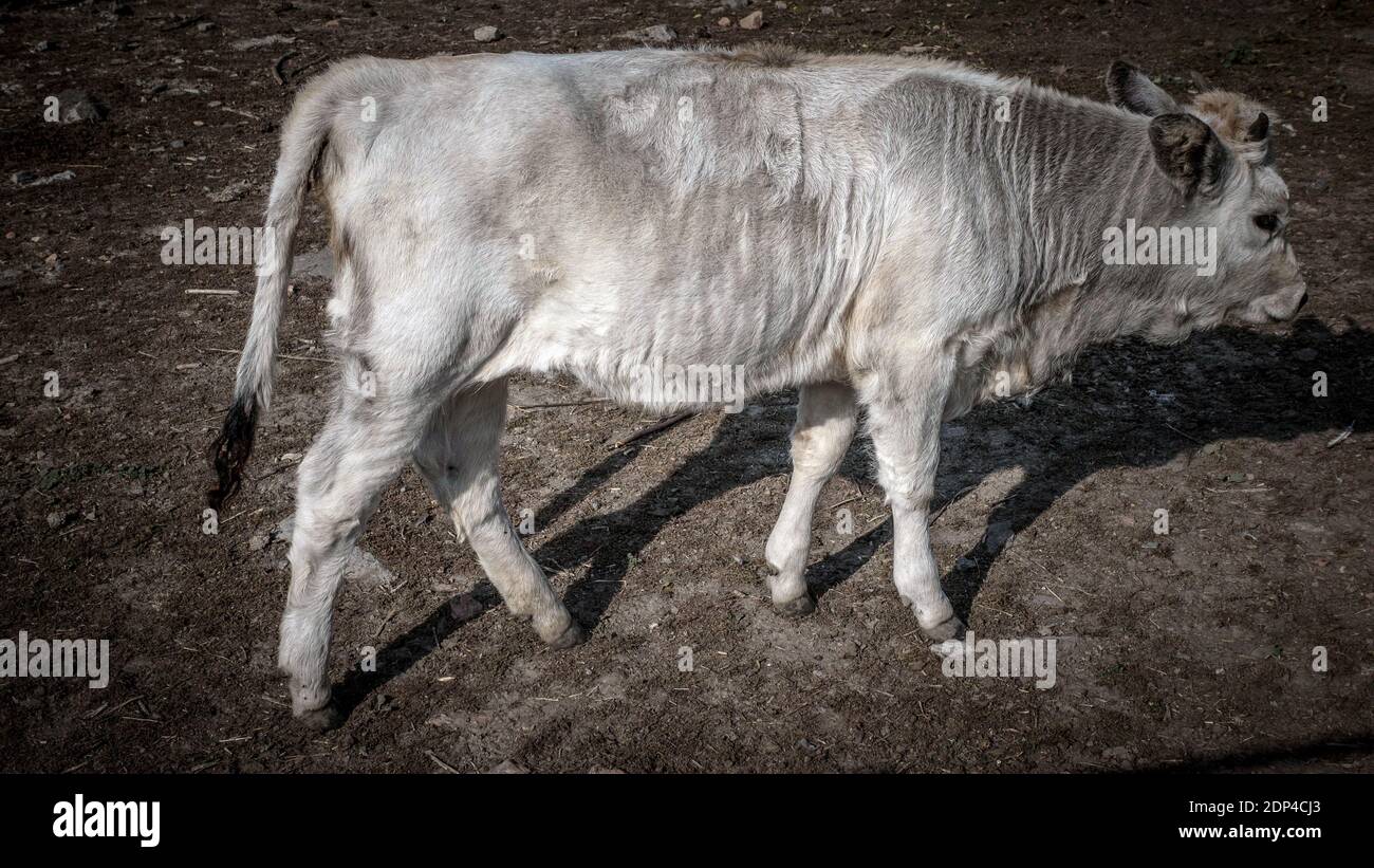 Bull with horns of white color, cow, bull close-up, white cattle Stock ...