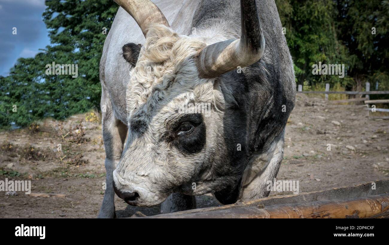 Close-up horned bull, white bull Stock Photo - Alamy