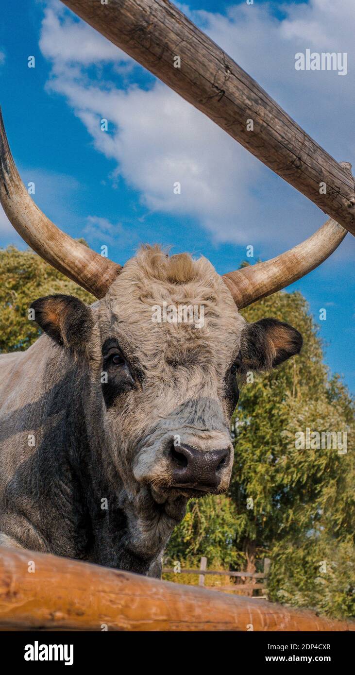 Cow close-up of a bull's head, horned bull, cow on a farm Stock Photo ...