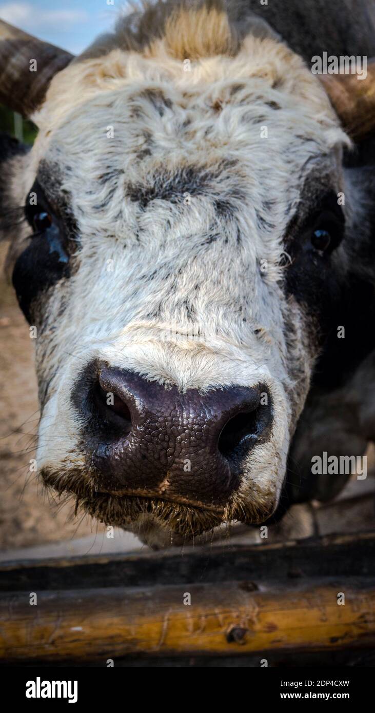 Cow close-up, bull portrait, cow nose Stock Photo - Alamy