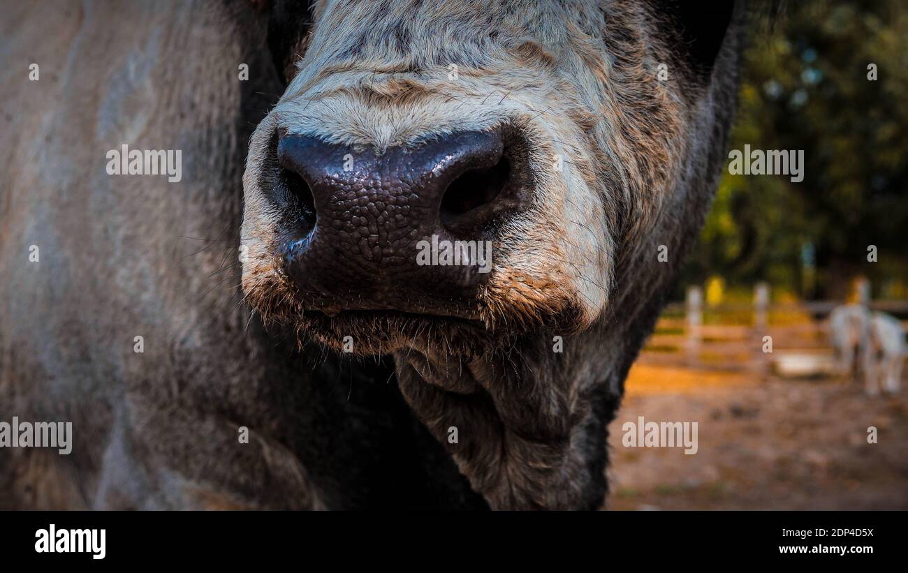 Bull close-up, bull nose, cow on the farm Stock Photo - Alamy