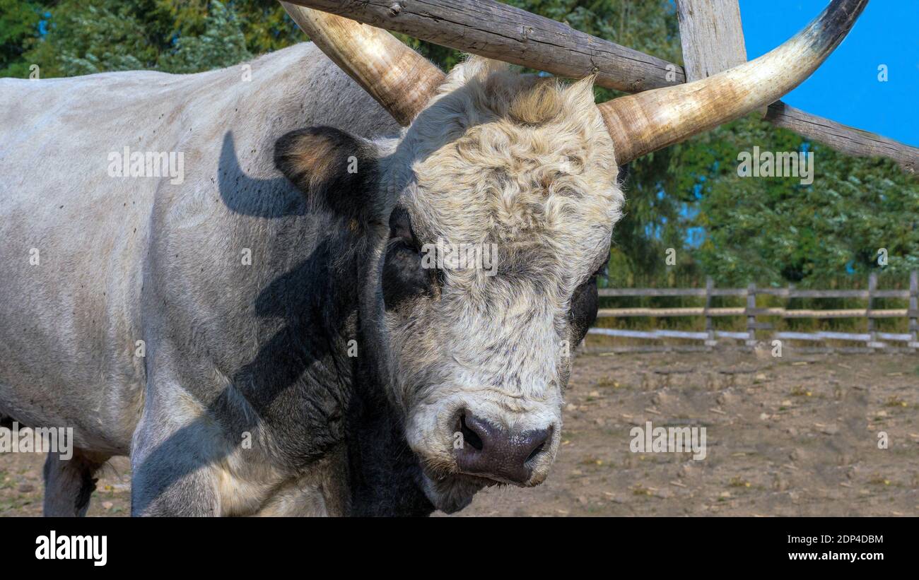 Horned bull, cow close-up, white bull Stock Photo - Alamy