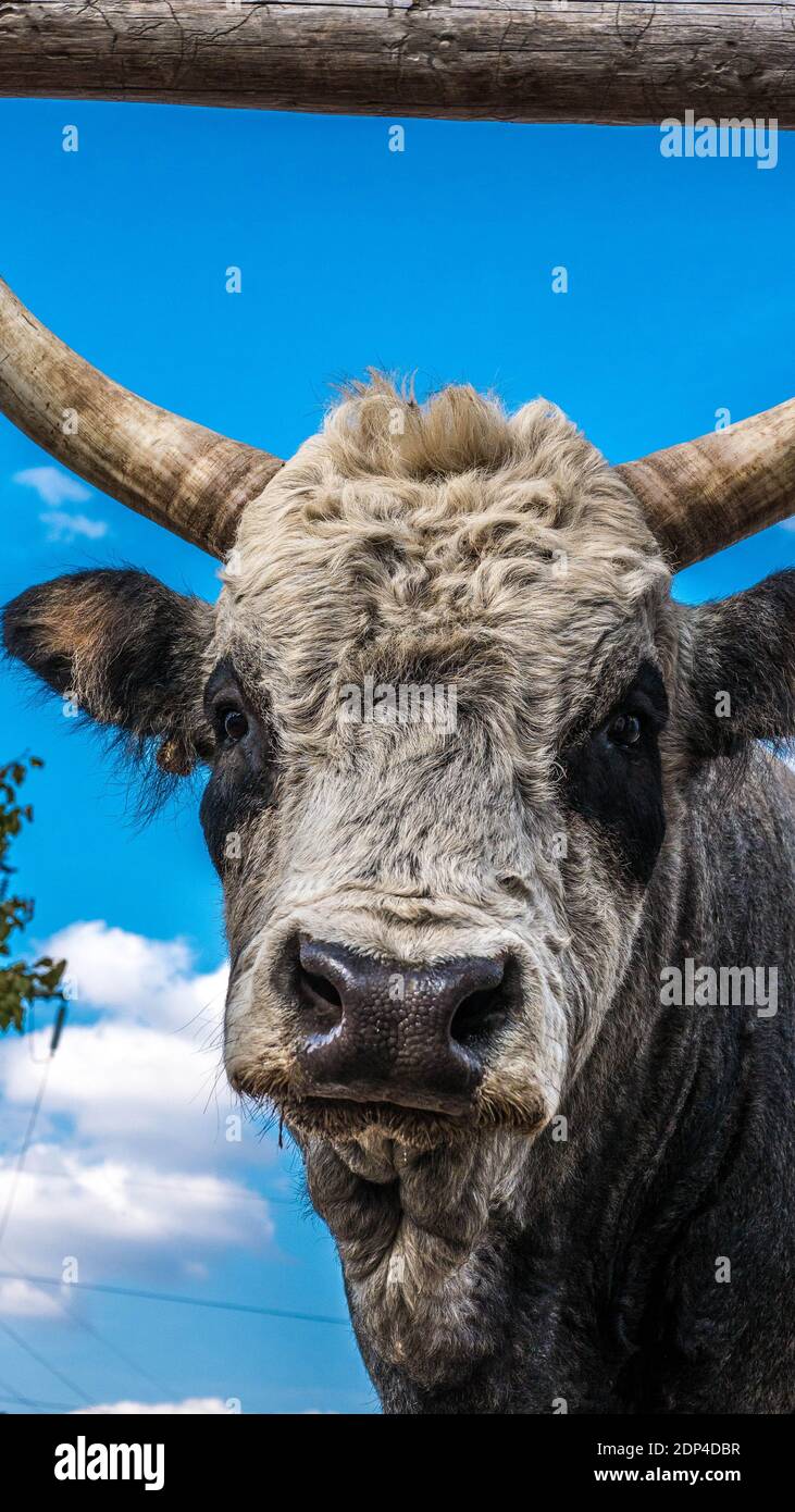 Horned cow close-up, horned bull, animal on the farm Stock Photo - Alamy