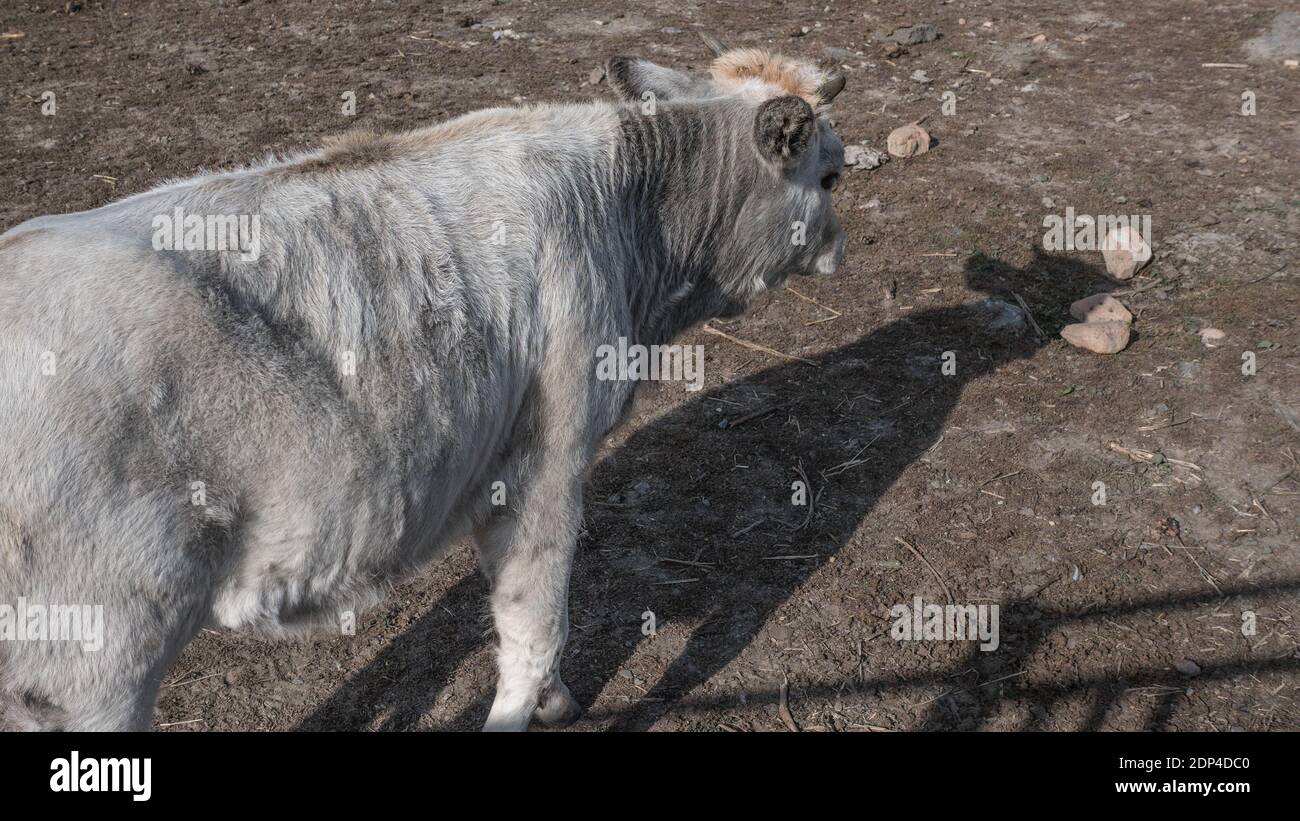 Horned white bull, cow close up Stock Photo - Alamy