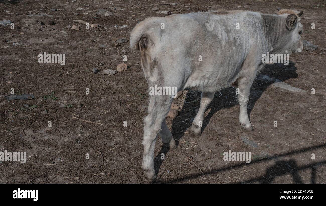 Horned white cow rear view. White bull Stock Photo - Alamy