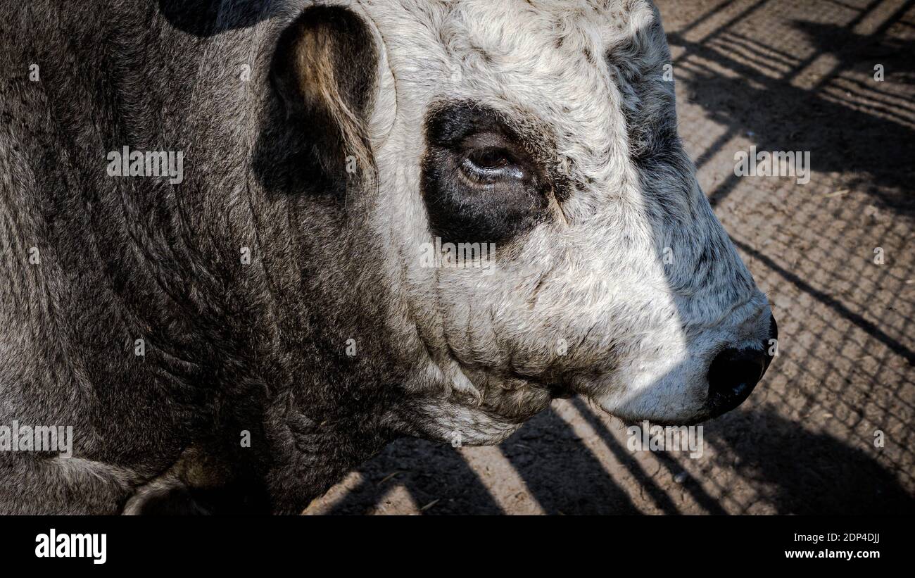 Portrait of a bull, muzzle of a cow, close-up of a bull Stock Photo - Alamy