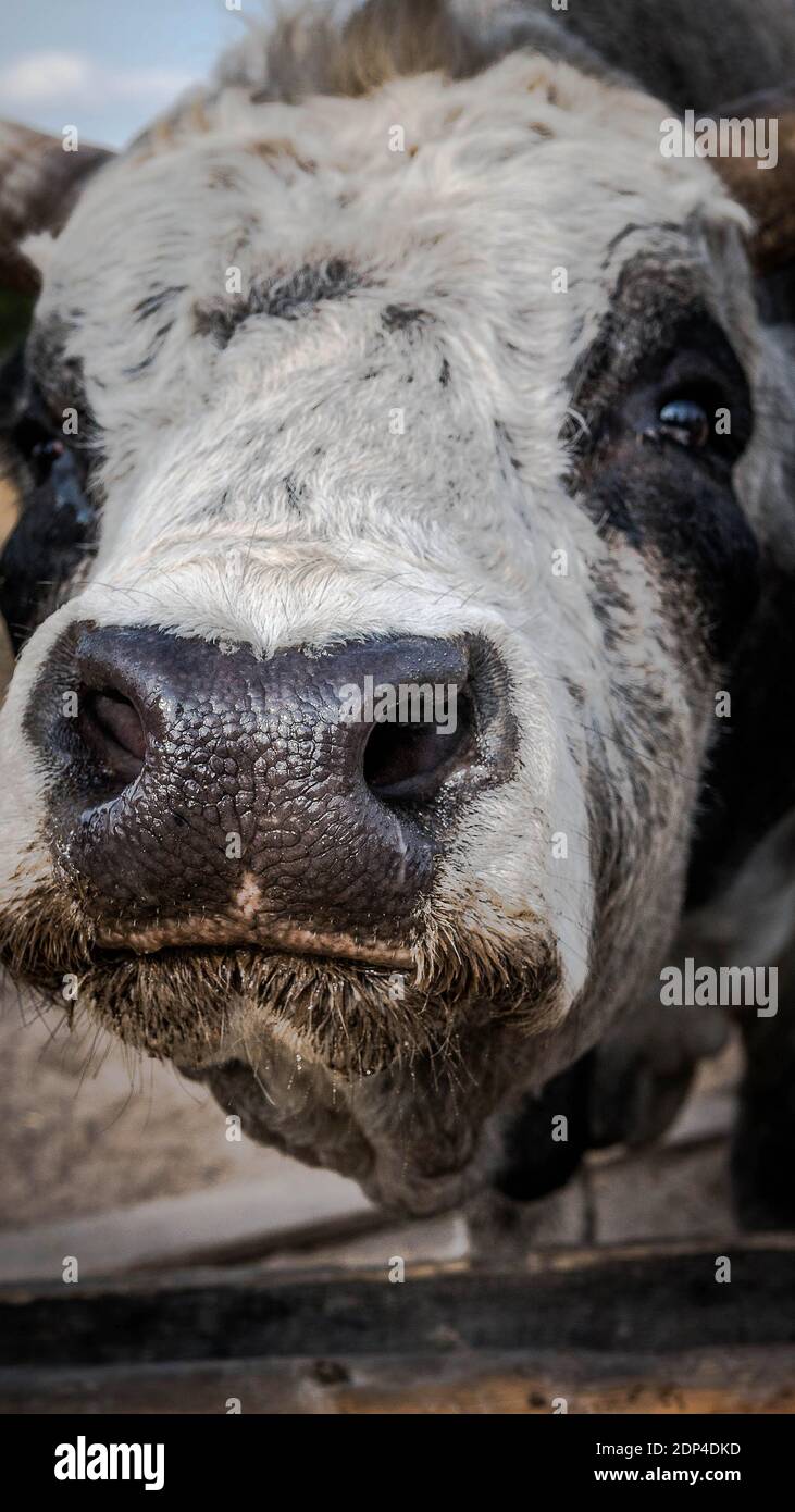 Cow close-up, bull portrait, cow nose Stock Photo - Alamy