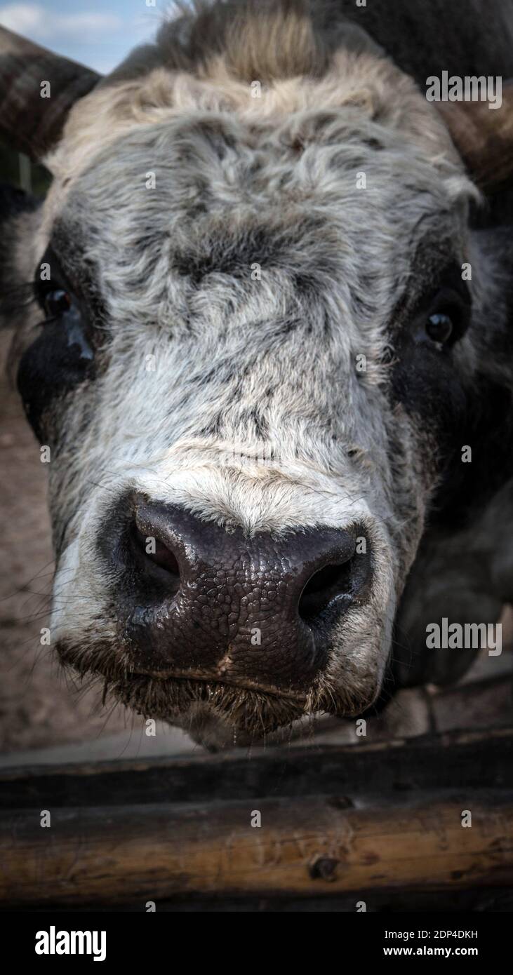 White bull, bull's muzzle close-up, horned cow, horned bull. Cow's nose ...