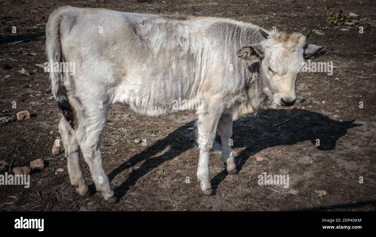 White bull cow hi-res stock photography and images - Alamy