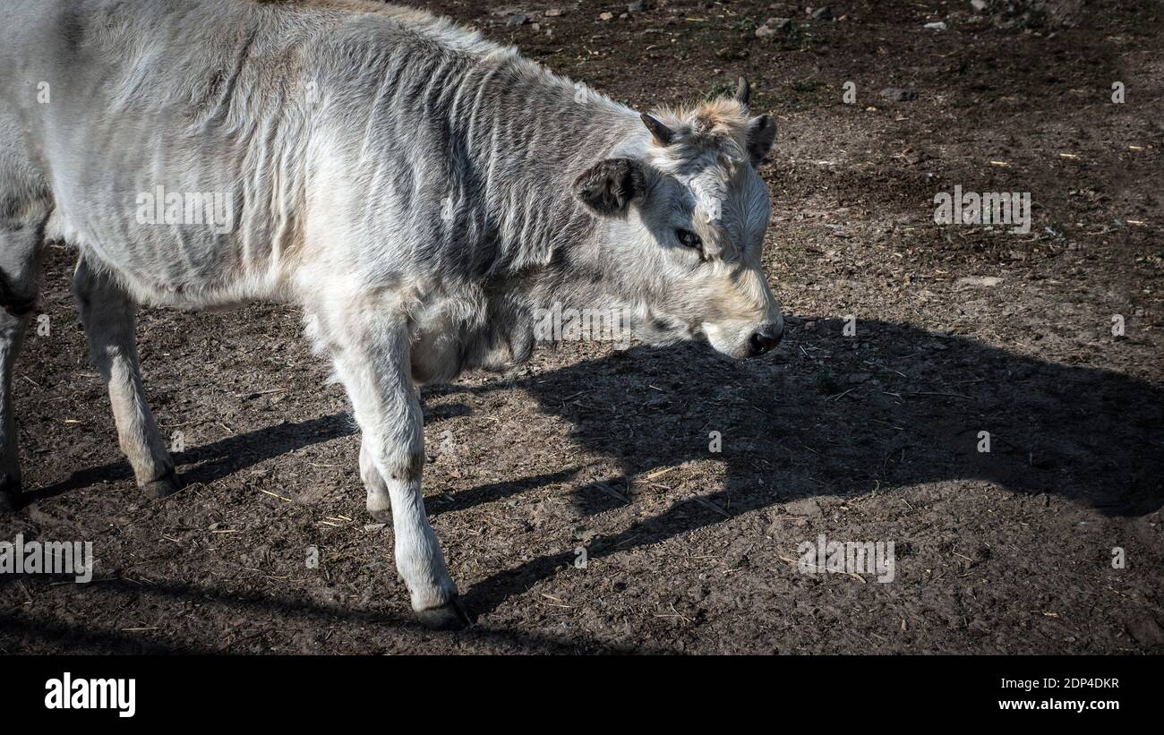 White bull, horned bull, white cow, farm with animals Stock Photo - Alamy