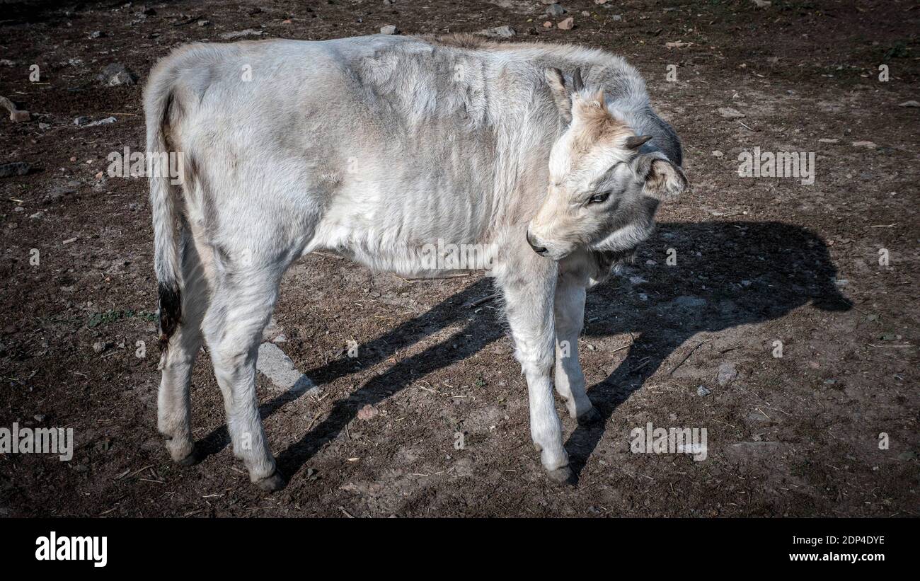 White horned bull close-up, cow on the farm Stock Photo - Alamy